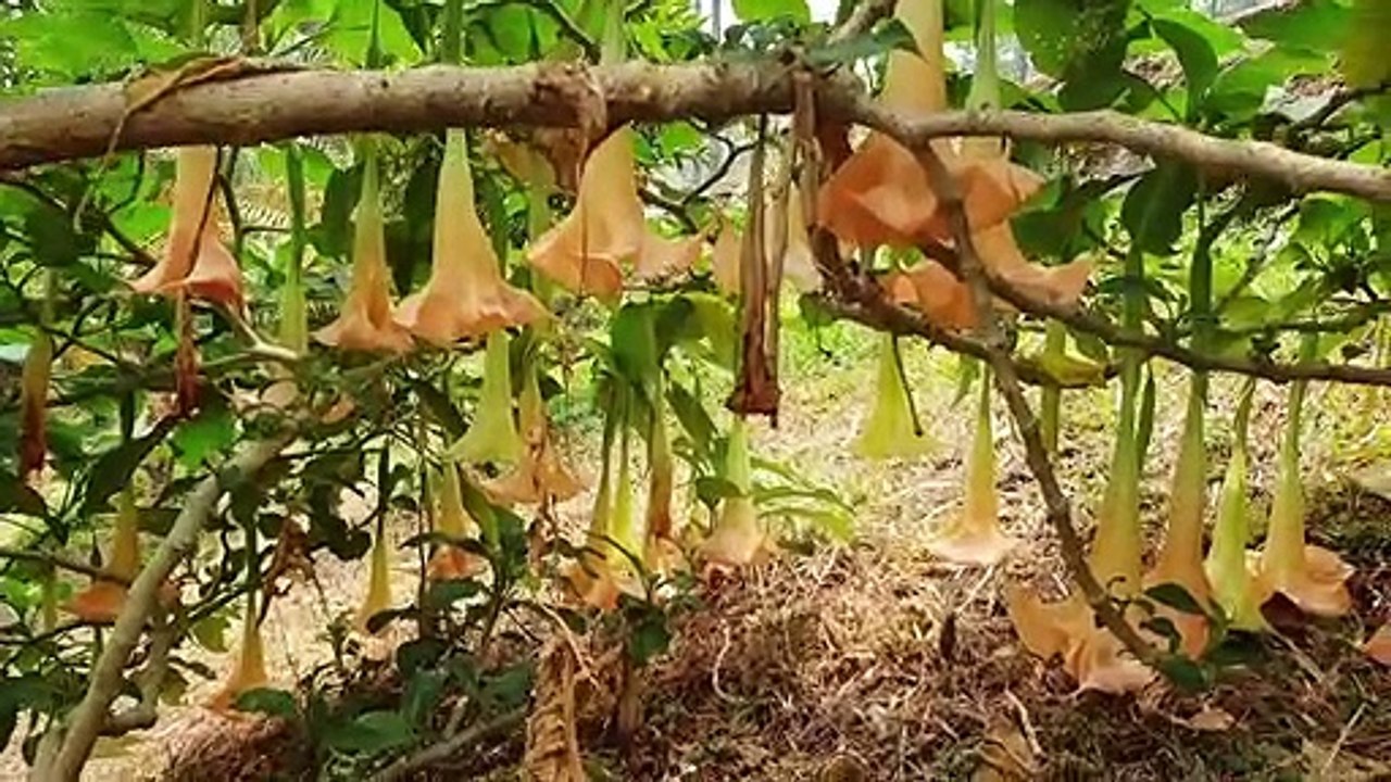 Bunga Terompet yang indah - Video Dailymotion