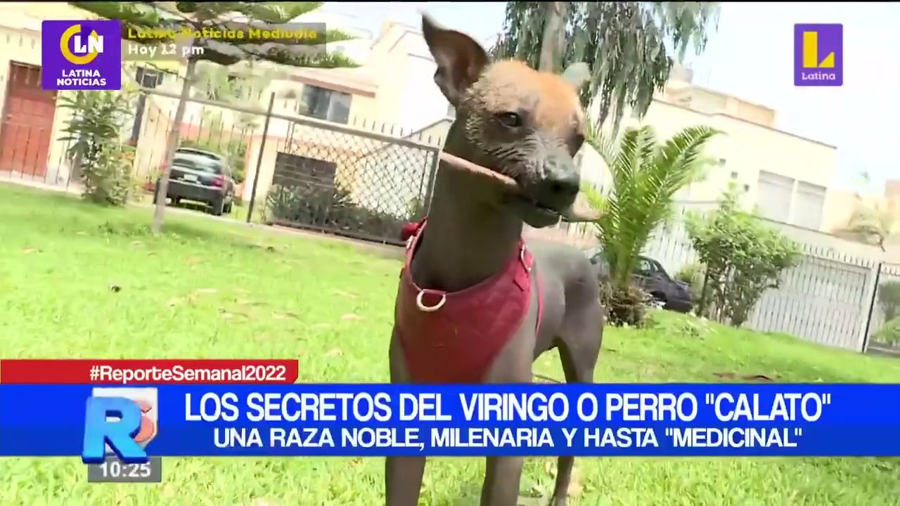 Los secretos del perro calato - Reportaje 2022 - Vídeo Dailymotion
