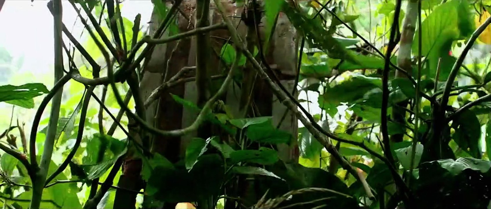 El infierno verde Tráiler - Vídeo Dailymotion