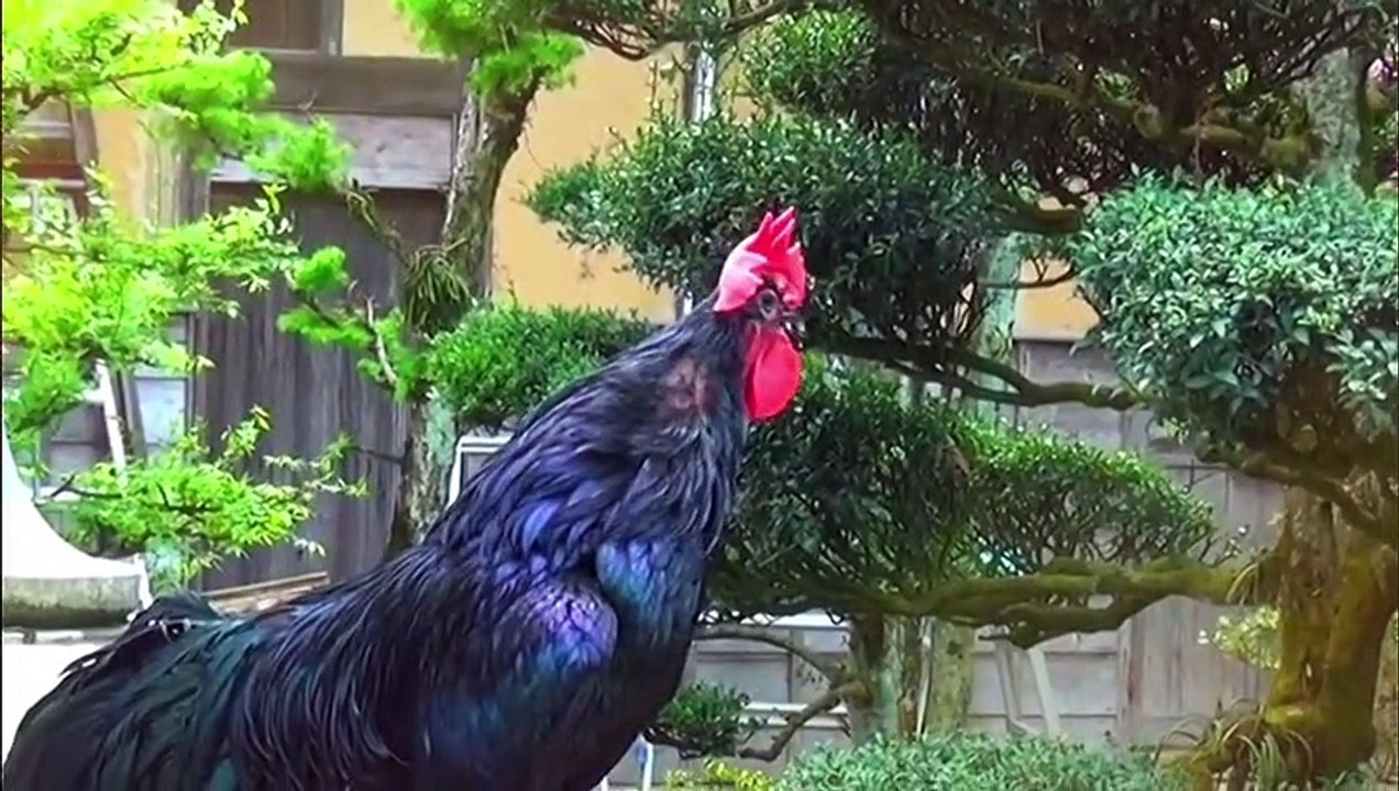 Rooster Crowing Compilation - Rooster crowing sounds Effect 2022 ...