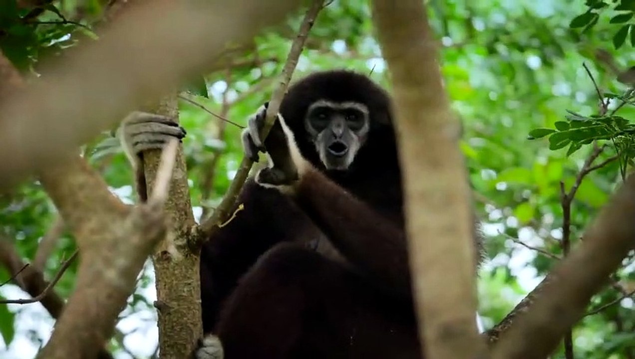 Animal Season 2 | Official Trailer | Netflix - Vídeo Dailymotion