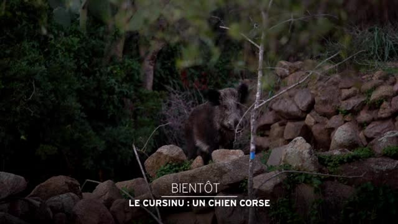 Le Cursini, un chien corse - 02/06/17 - Vidéo Dailymotion