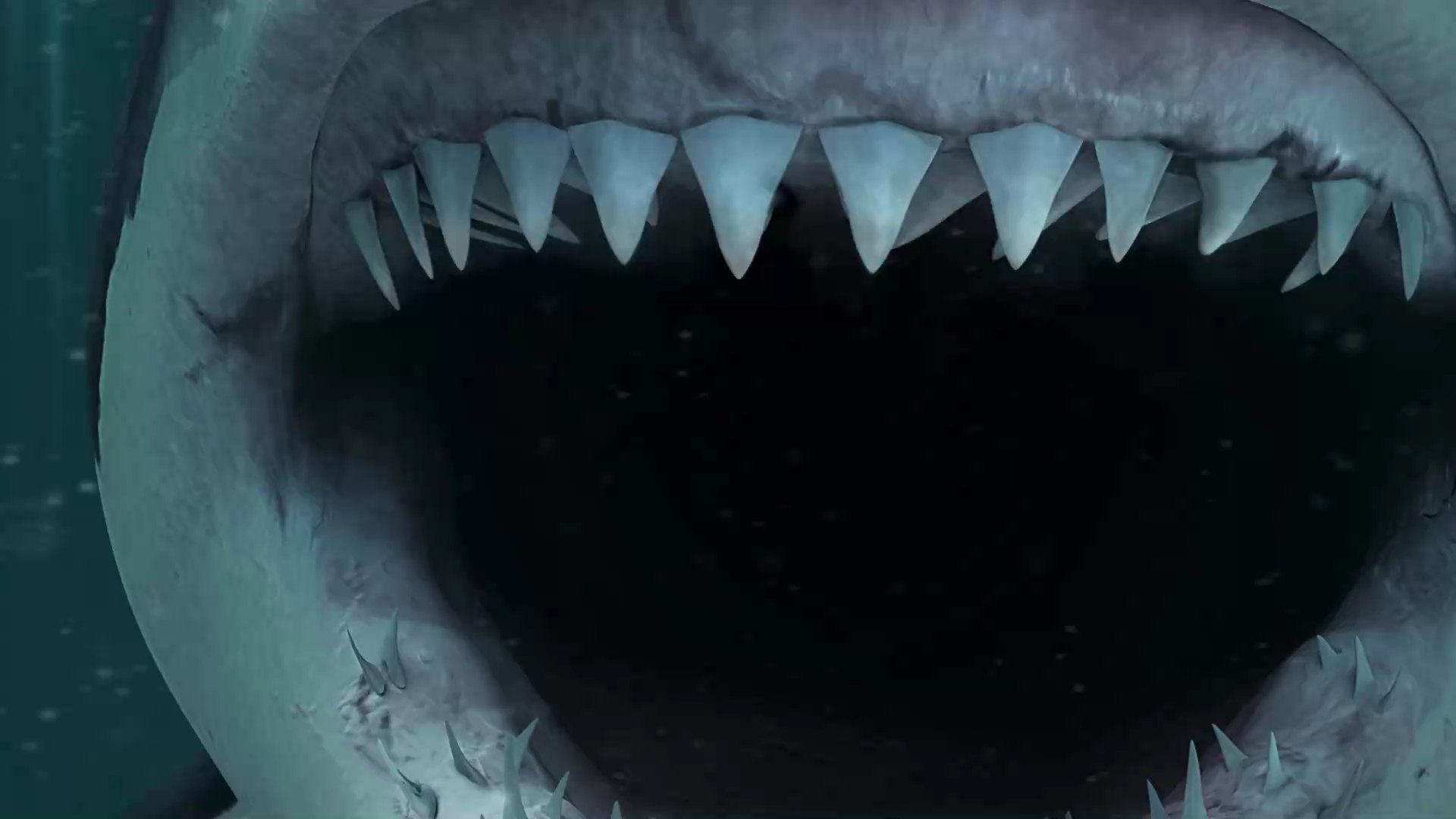 Requin Taureau Cyclope Albinos