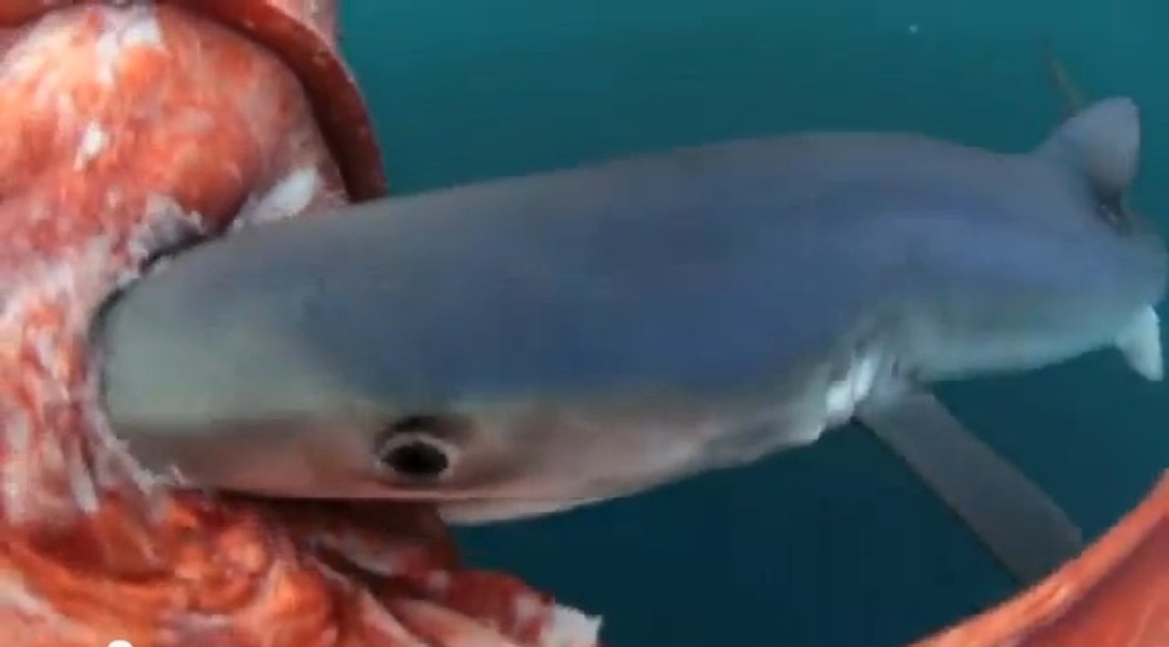 Un calamar géant découvert par un pêcheur ! - Vidéo Dailymotion