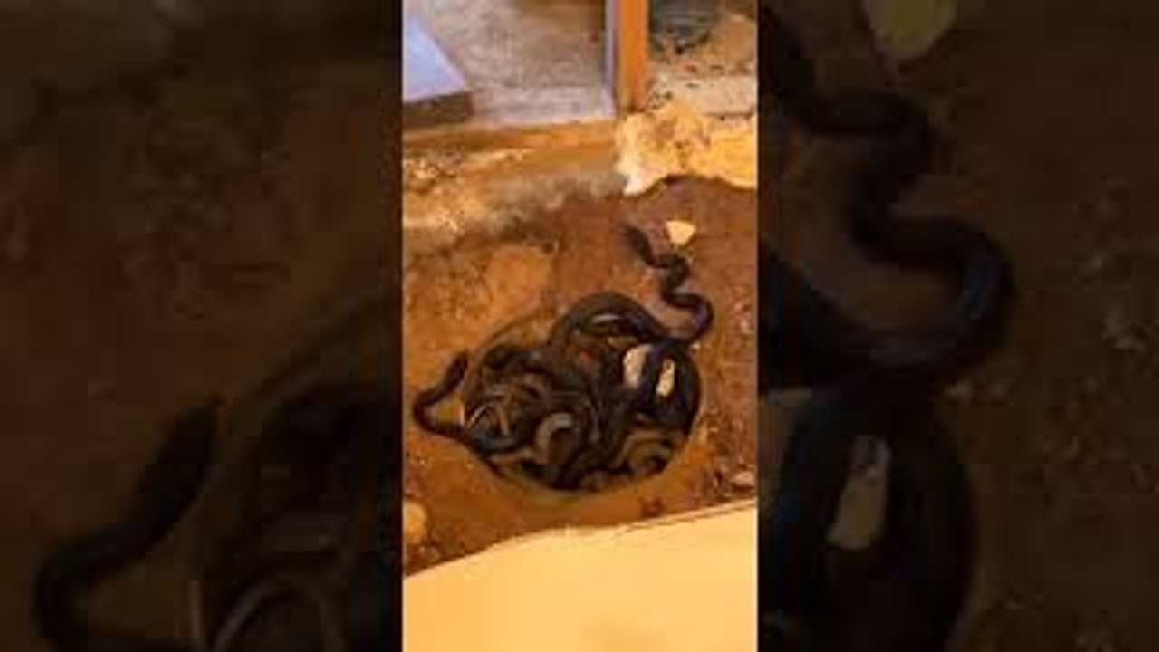 Home Remodel Uncovers Snakes in the Bathroom - video Dailymotion