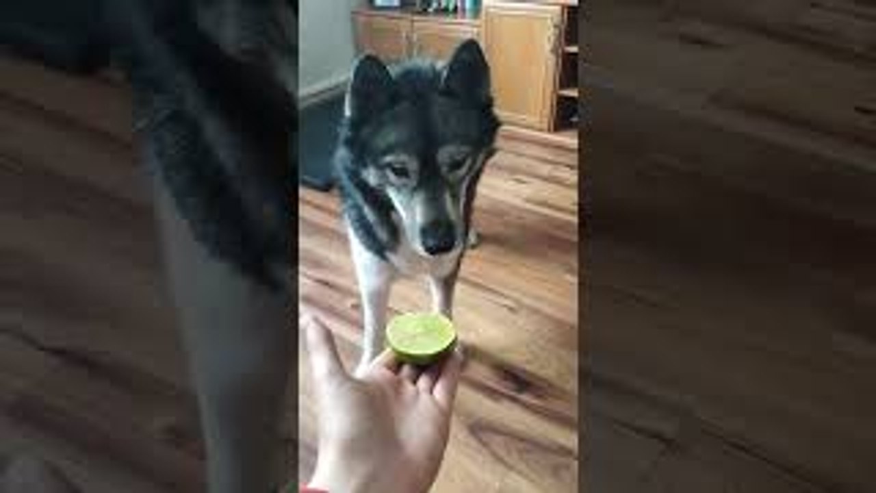 Husky Finds Lime Unappealing - video Dailymotion