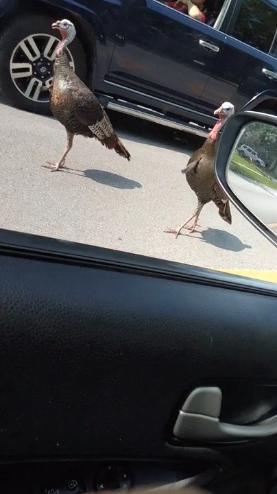 Turkeys Attack Cars Driving By - video Dailymotion