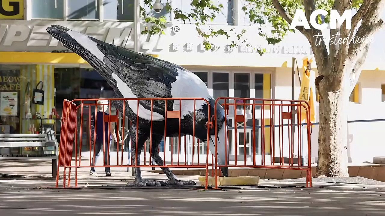 Big Swoop, Canberra's new magpie with a chip | March 2022 - video ...