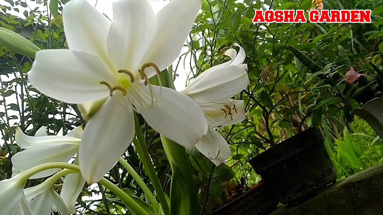 Bunga Terompet Putih Di Aqsha Garden - Video Dailymotion