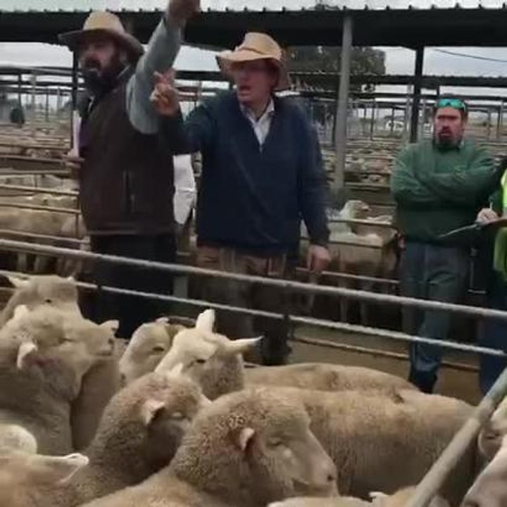 Isaac Hill breaks the national record at the Wagga Livestock Markets ...