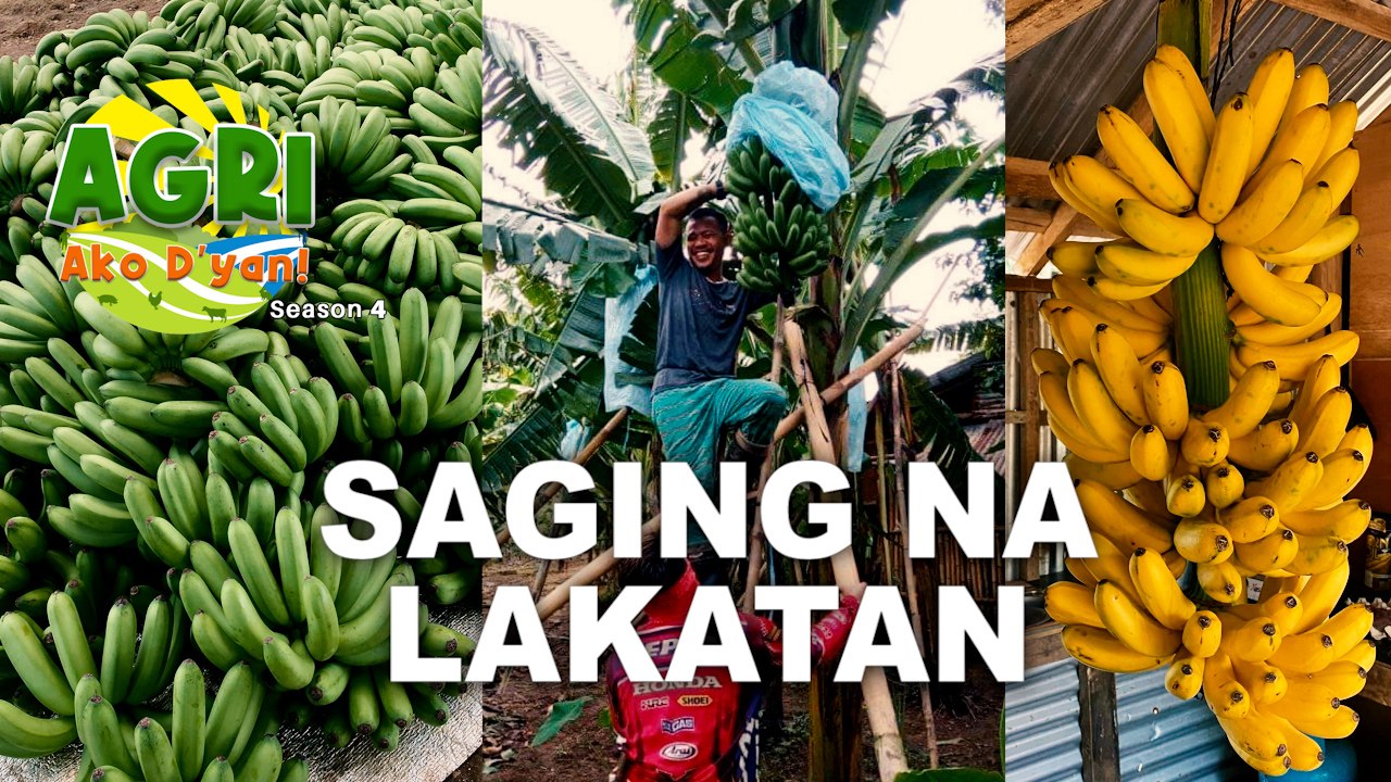 Saging na Lakatan - video Dailymotion