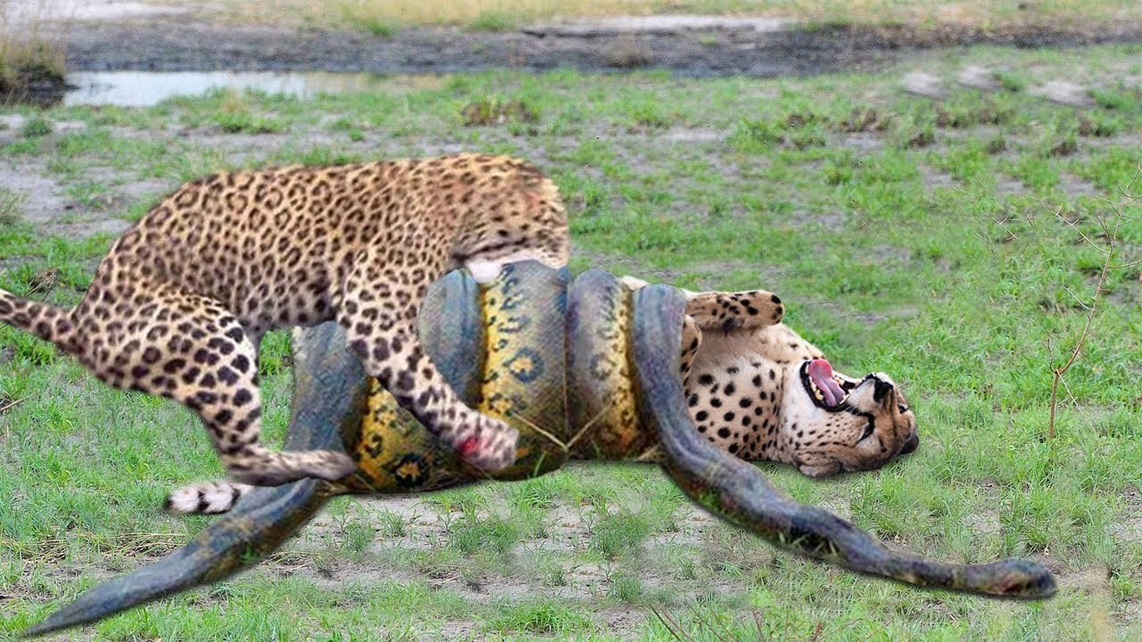 What will happen when a leopard fight with huge anaconda ? the winner ...
