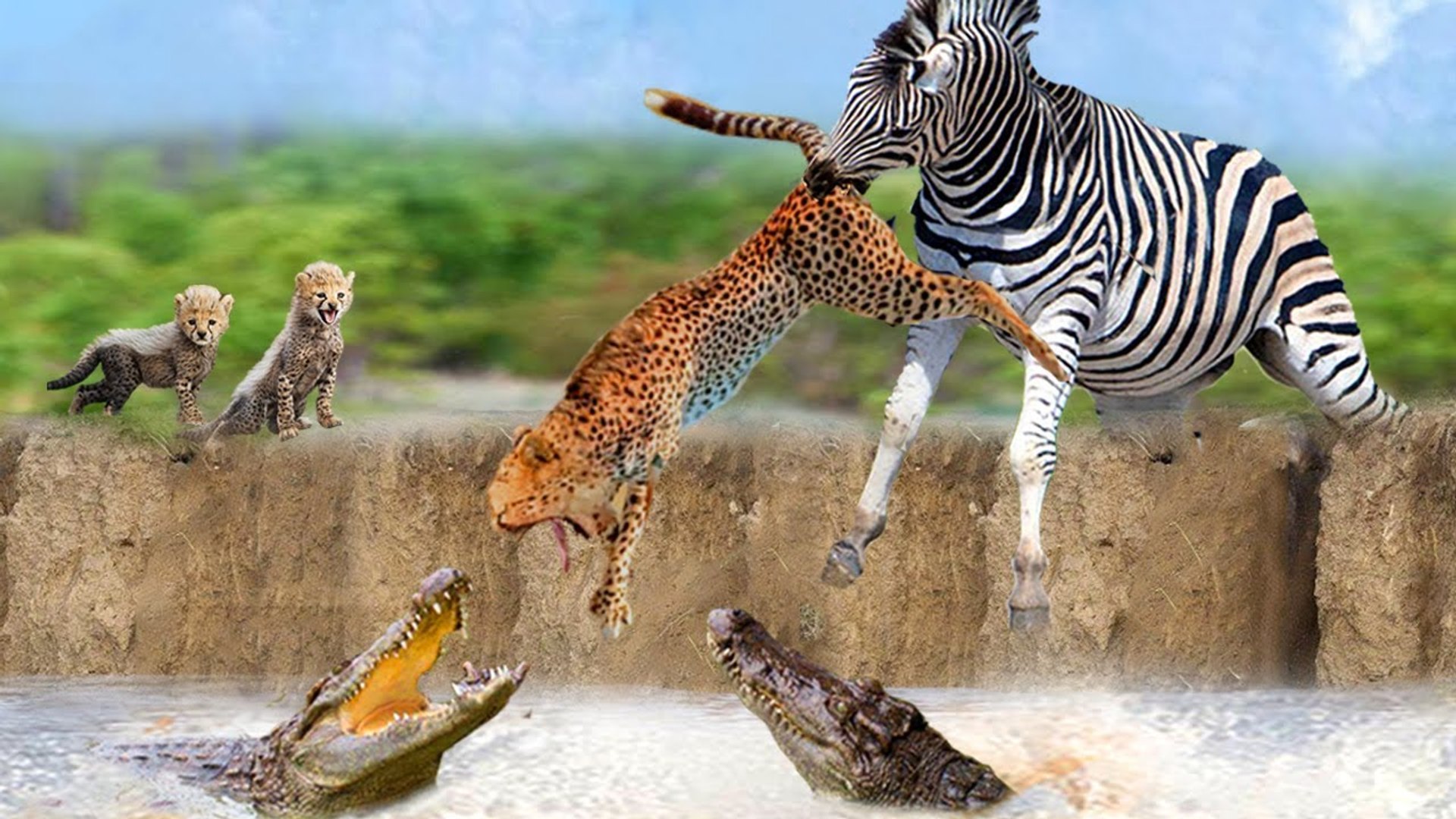 Crocodile Attack Zebra
