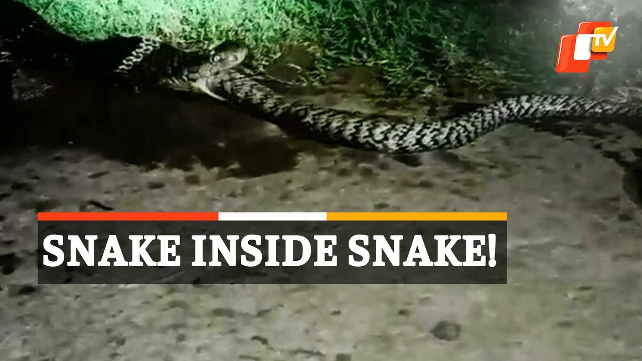 Watch: King Cobra Vomiting Another Snake It Swallowed - video Dailymotion