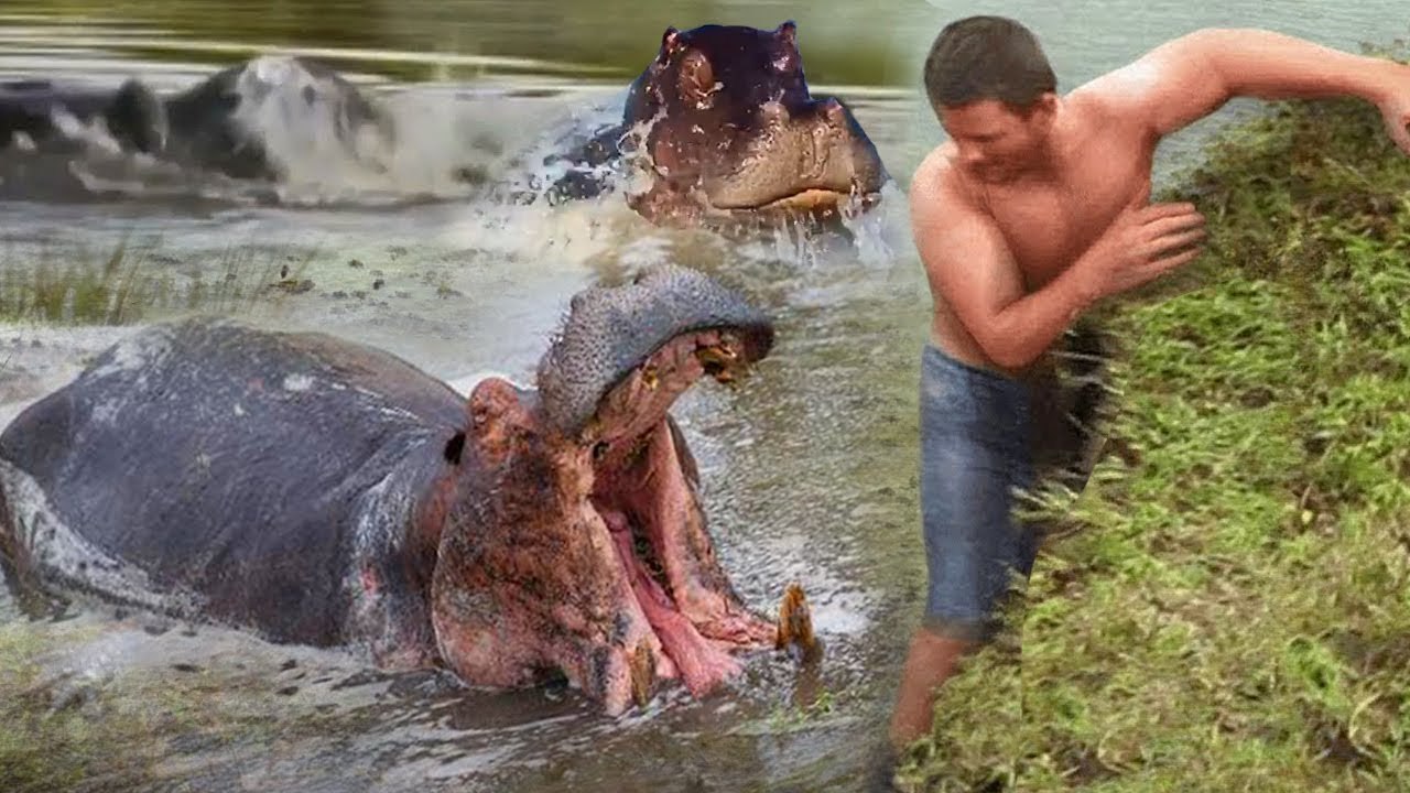 so scary and dangerous ,When Hippos attack human, crash their boats ...
