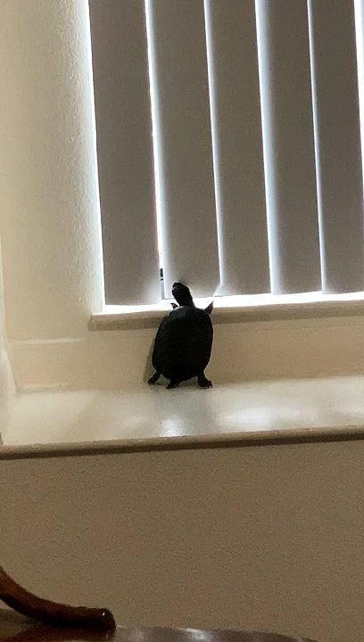 Turtle Lifts Itself Up to Look Out Window - video Dailymotion