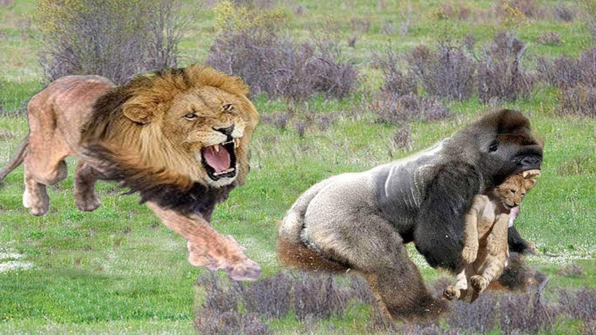 Animals Fighting Each Other