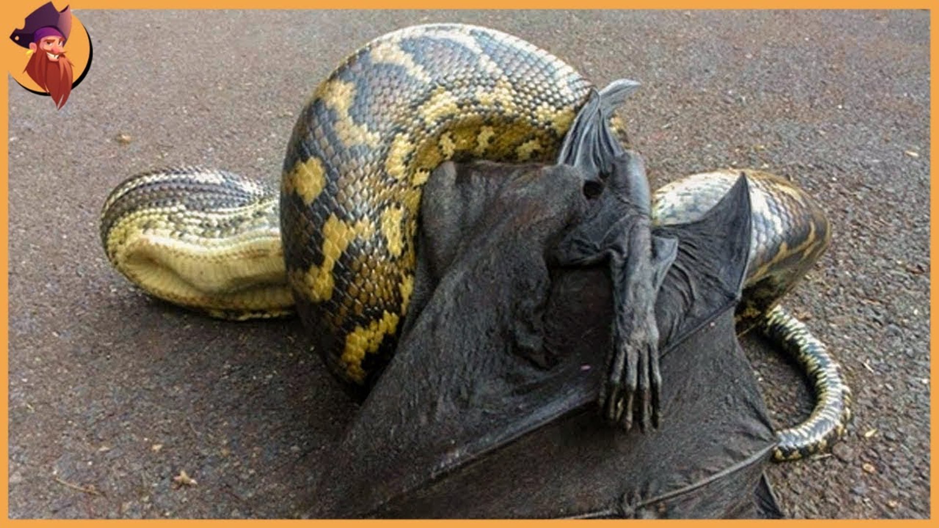 Unbelievable Pictures Of Snakes