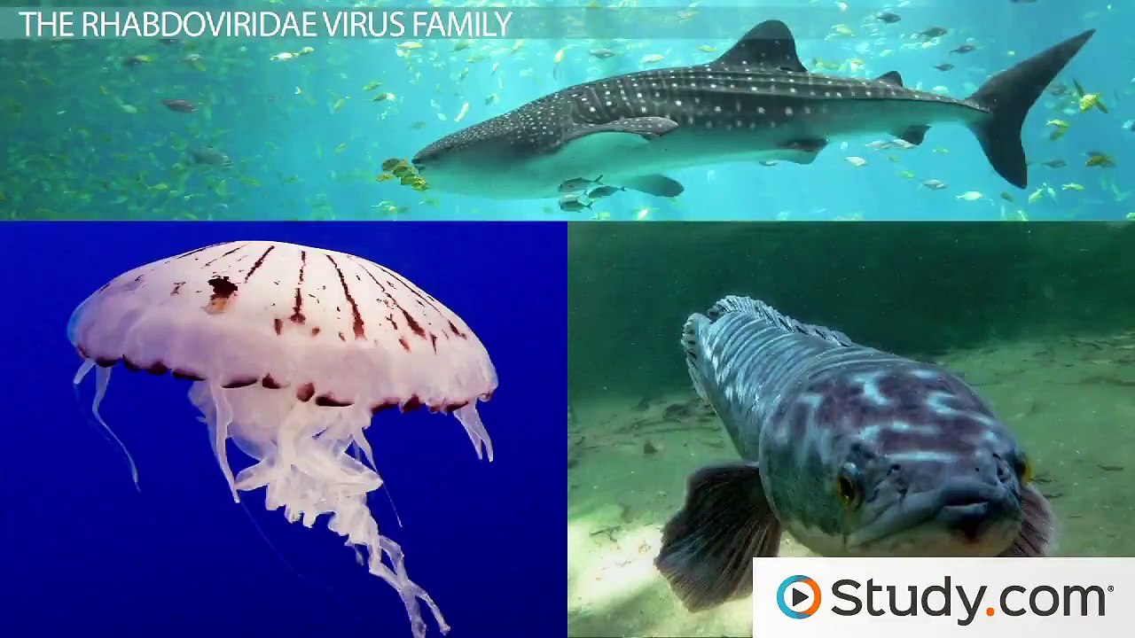 Rabies and Fear of Water- Diseases of the Rhabdoviridae Virus Family ...