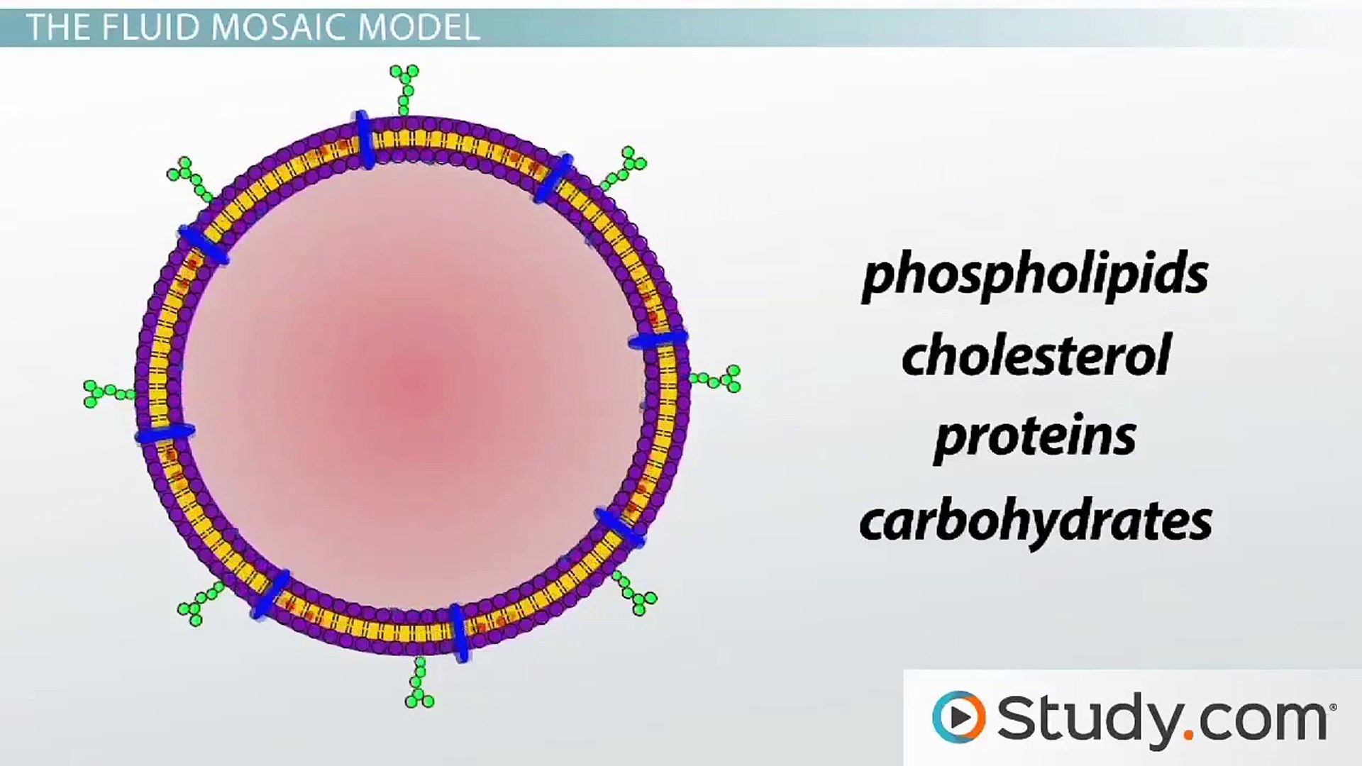 Fluid Mosaic Model Cholesterol