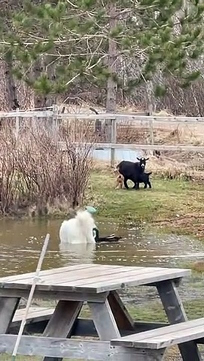 Duck Chases Dog Out of Pond - video Dailymotion