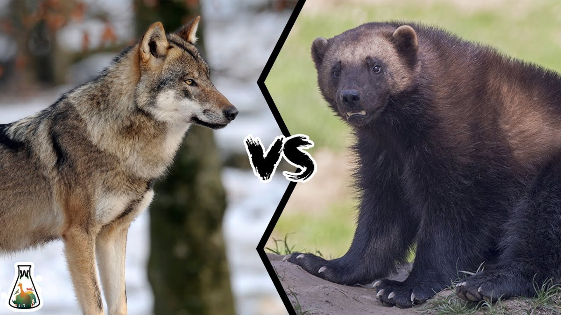 Can A Wolverine Kill A Wolf