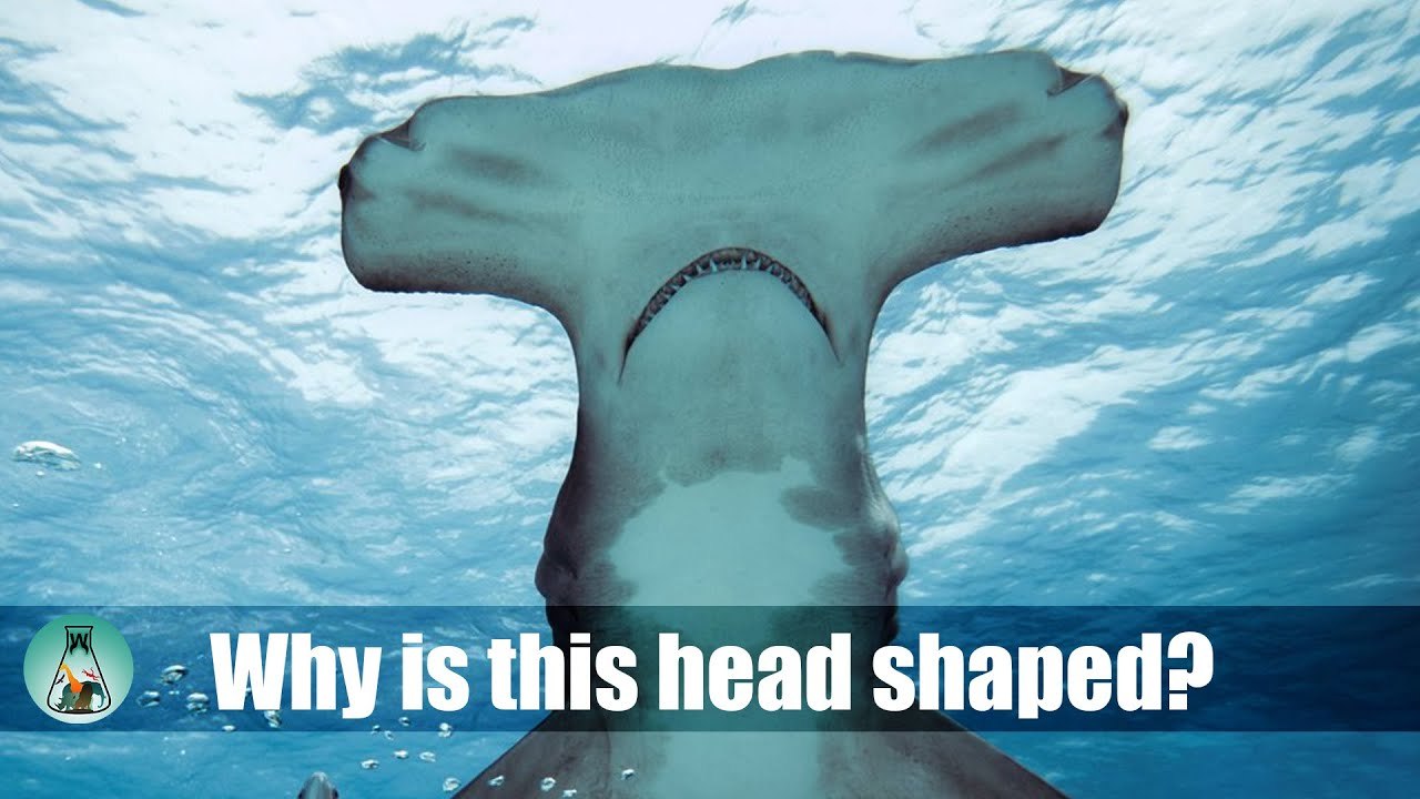 Why is the head of a hammerhead shark shaped like a hammer? - video ...