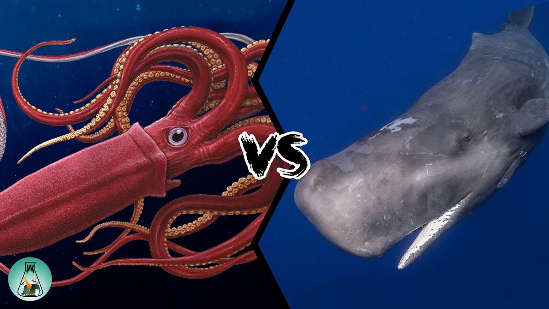 Colossal Squid Vs Giant Squid Colossal Squid Vs Giant Squid