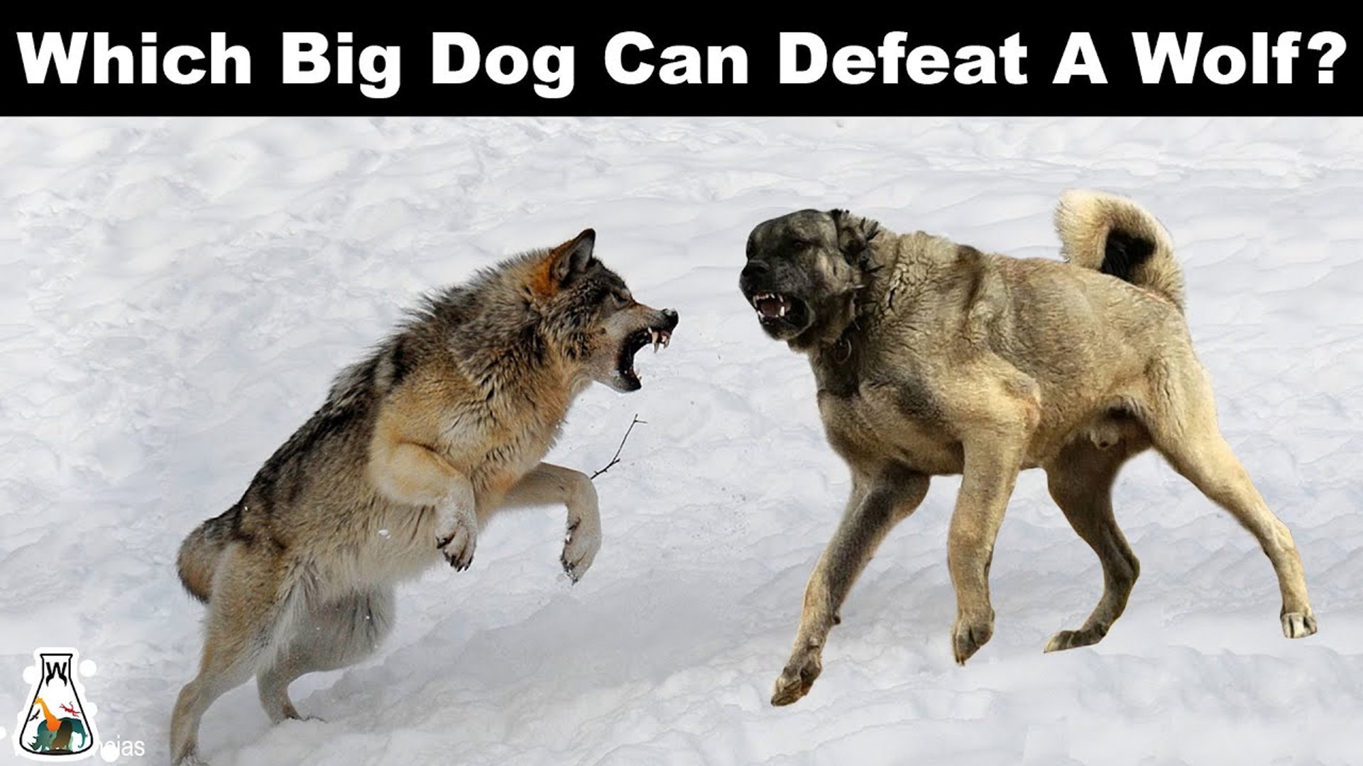 Can Any Dog Beat A Wolf