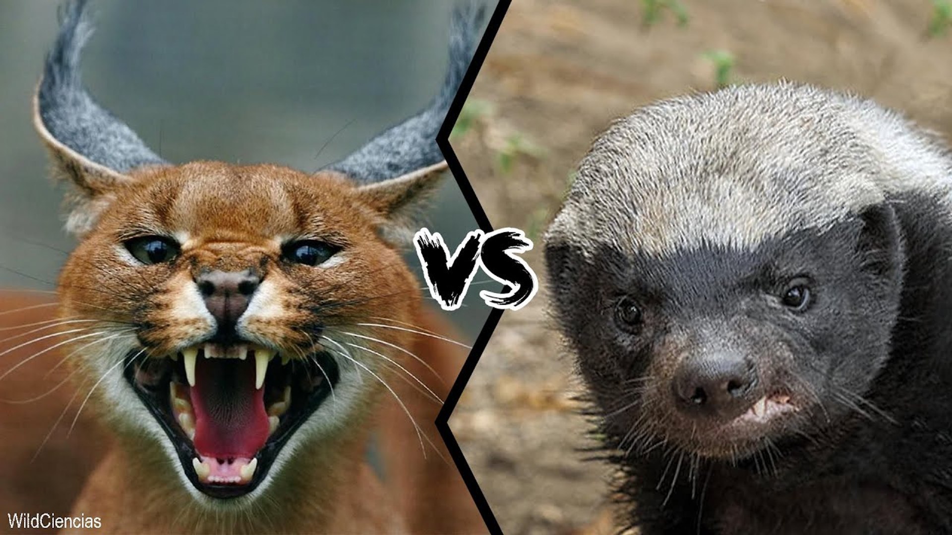 Honey Badger Attack Lion