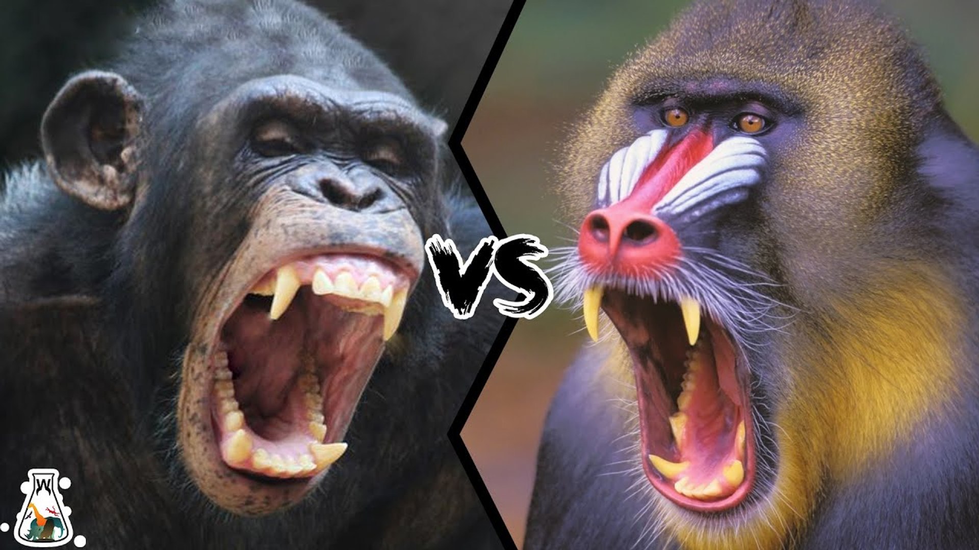 Mandrill Baboon Attack