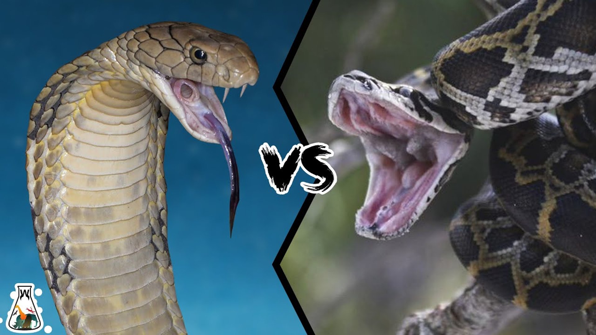 King Cobra Black Mamba Anaconda | mogcsp.gov.lr