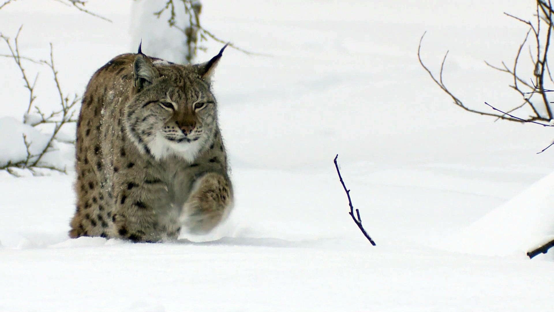 Eurasian Lynx Norway