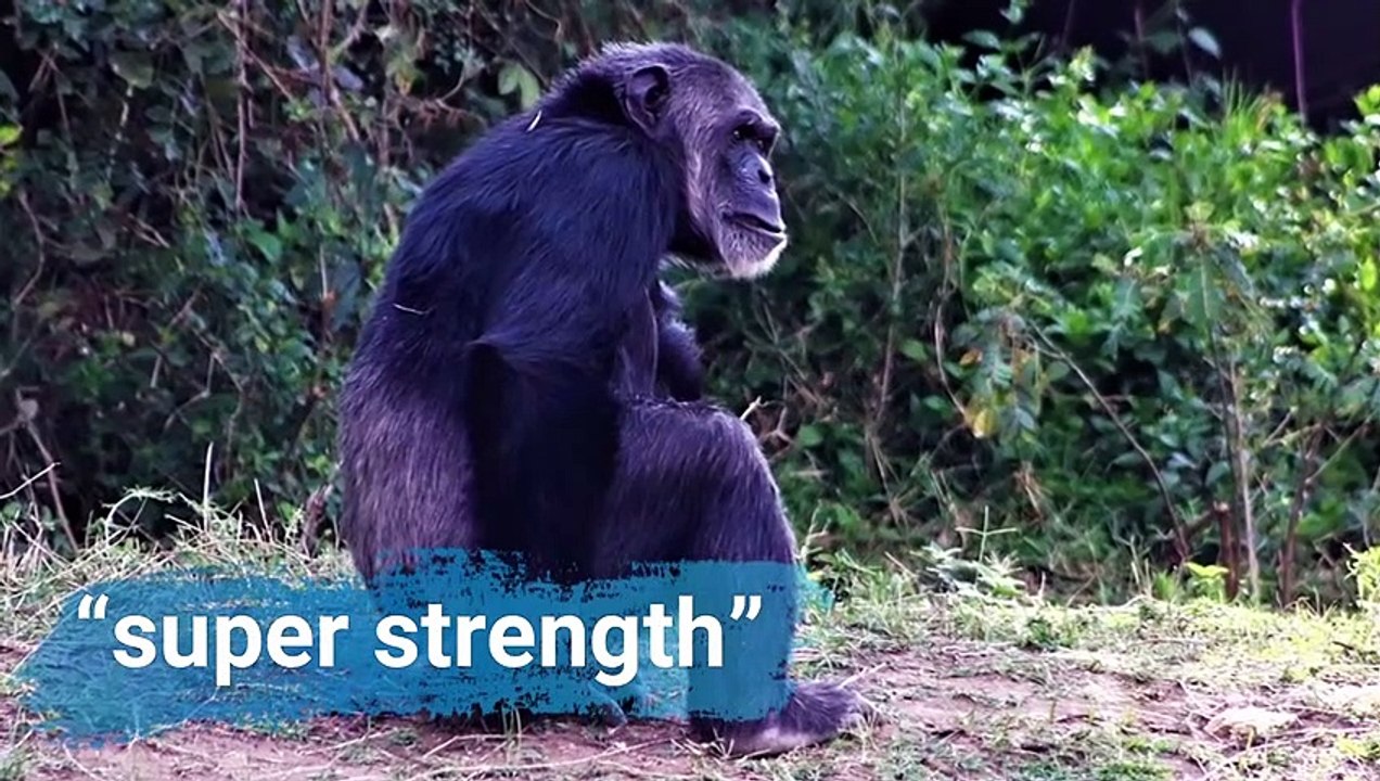 Why Chimpanzees Are So Strong - video Dailymotion