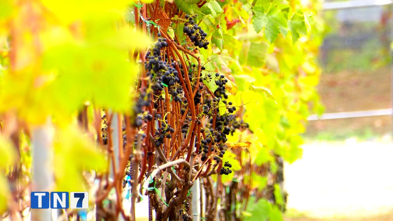 tn7-empresa-tica-produce-vino-con-estandares-internacionales-280422 ...