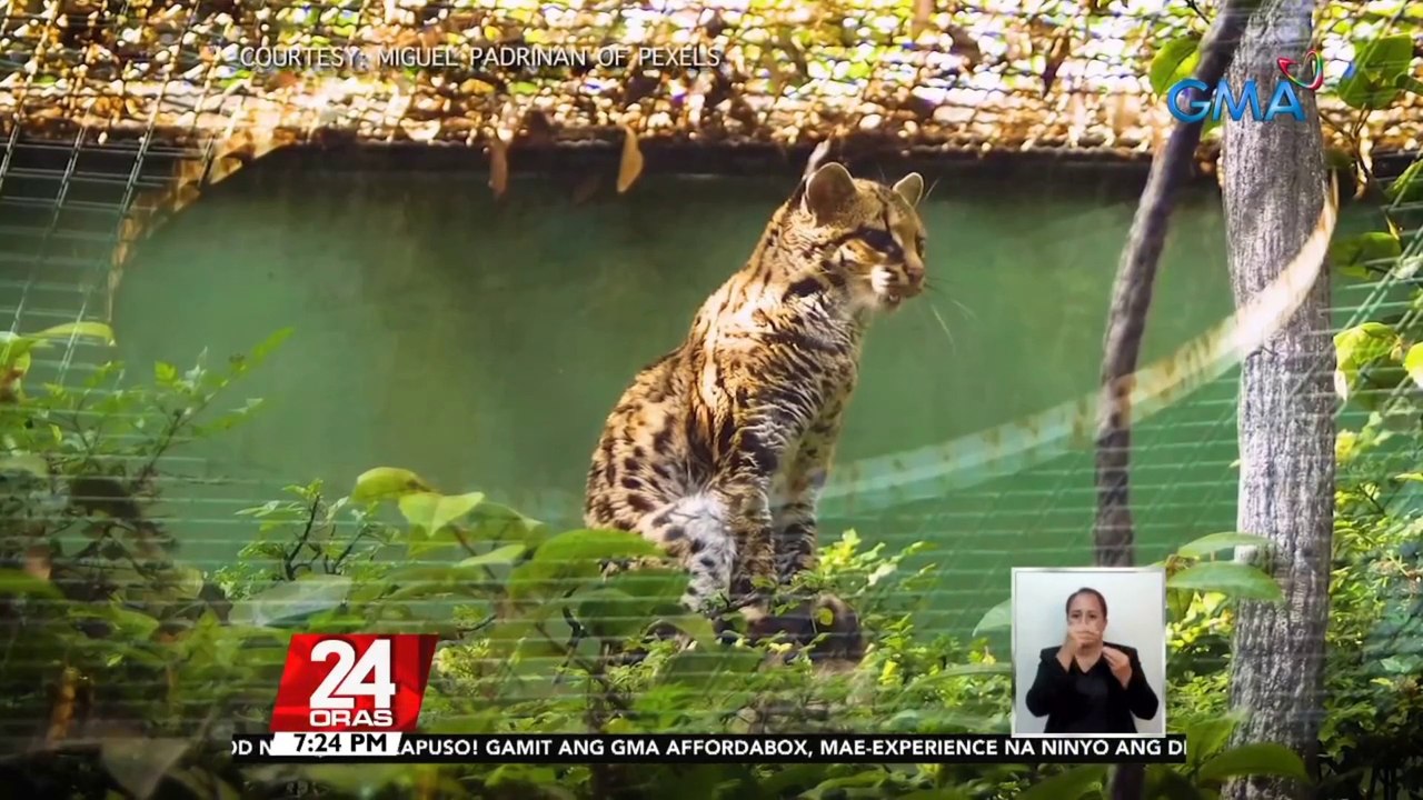 #KuyaKimAnoNa?: Visayan leopard cat o "Maral", endemic sa kagubatan ng ...