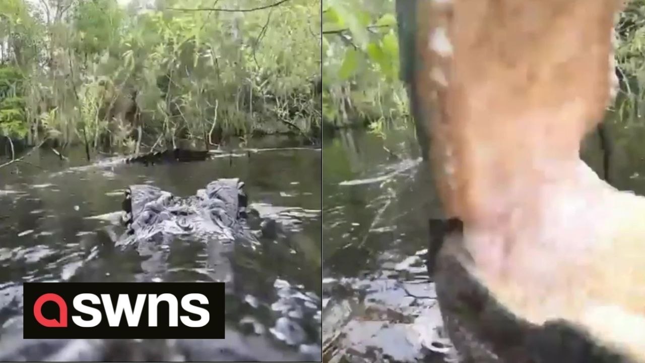 Alligator tries to snatch man's GoPro in terrifying encounter - video ...