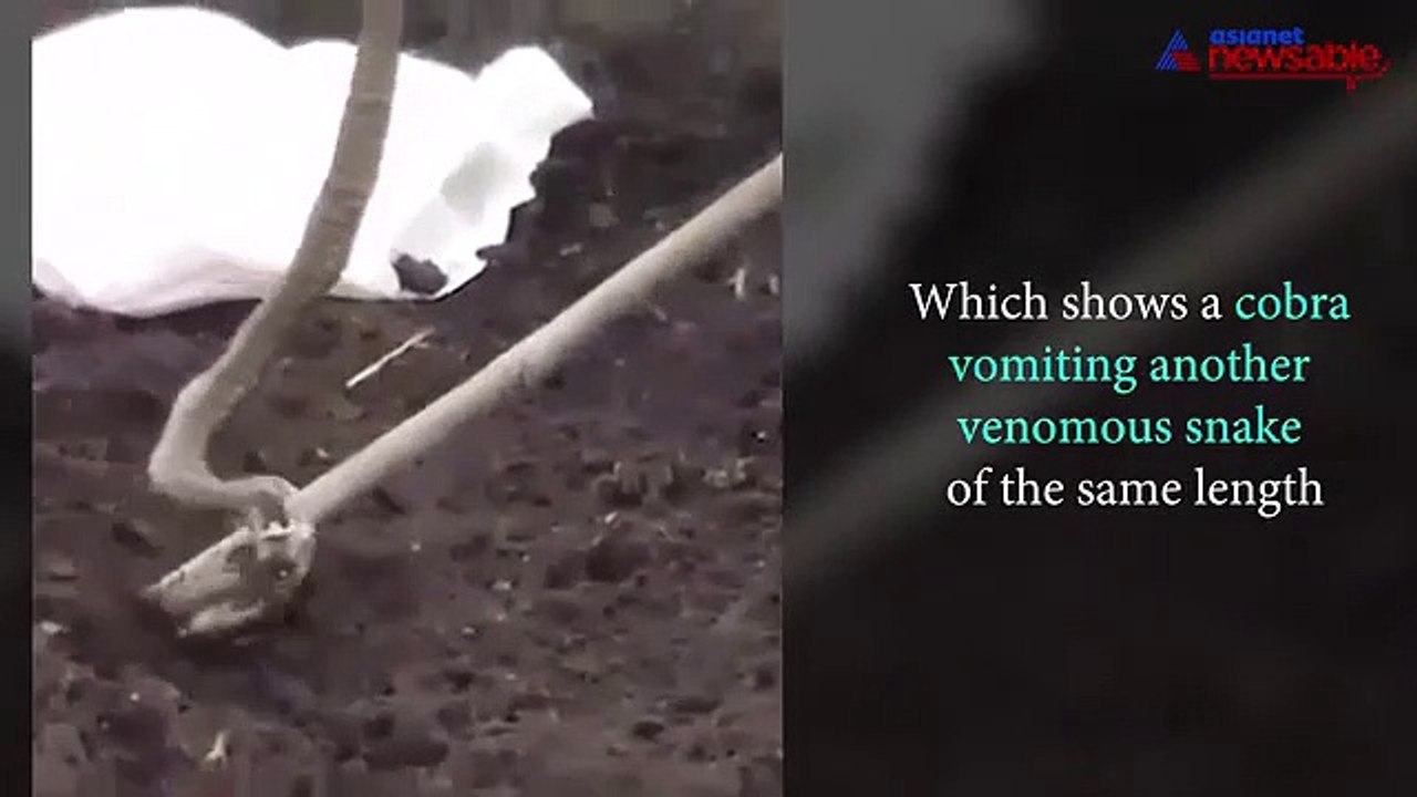 Video of Cobra vomiting another venomous snake has gone viral - video ...