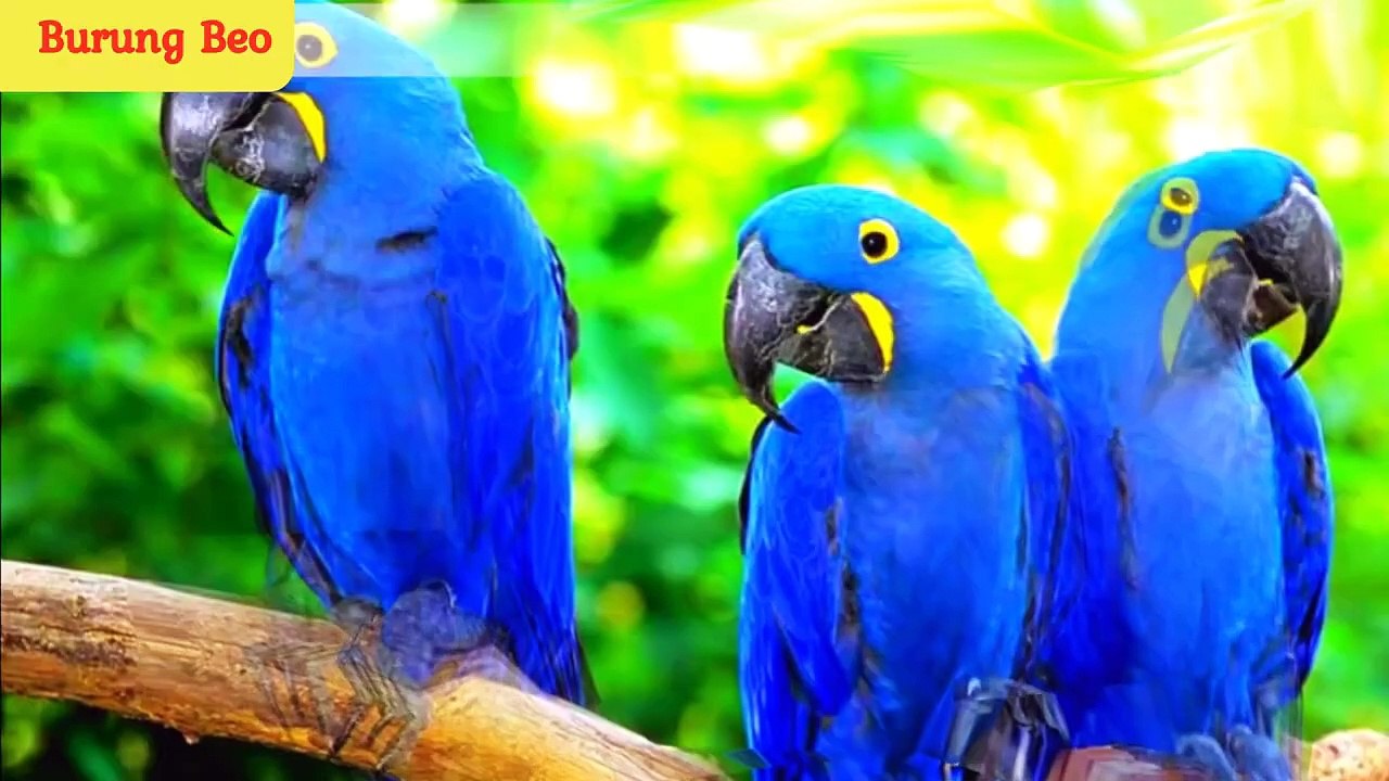 11 Burung Paling Mahal Di dunia. - Video Dailymotion