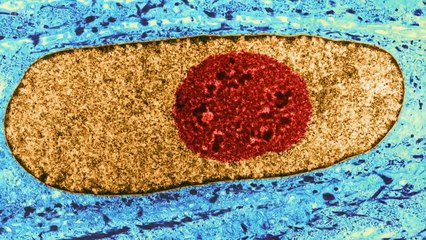 secret of size by David Rosenfelder - Dailymotion