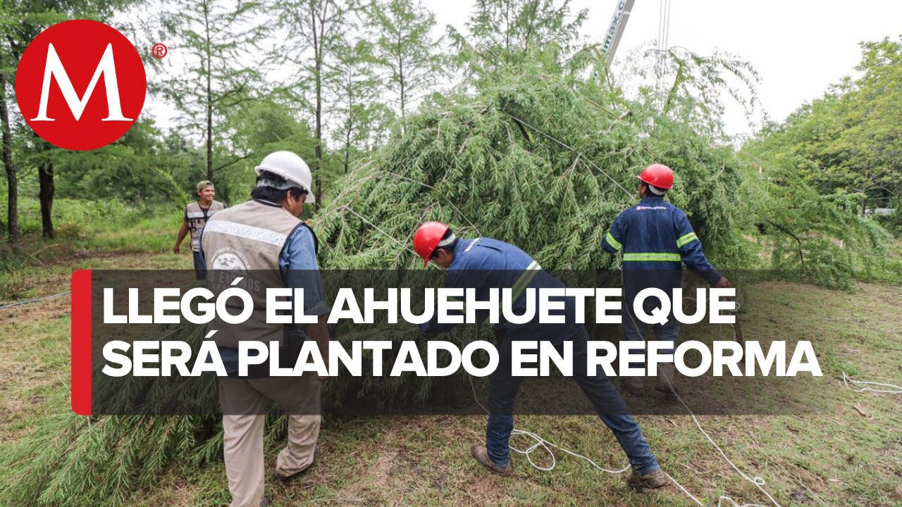 ¡Ya está aquí! Ahuehuete que se plantará en la glorieta en Reforma ...