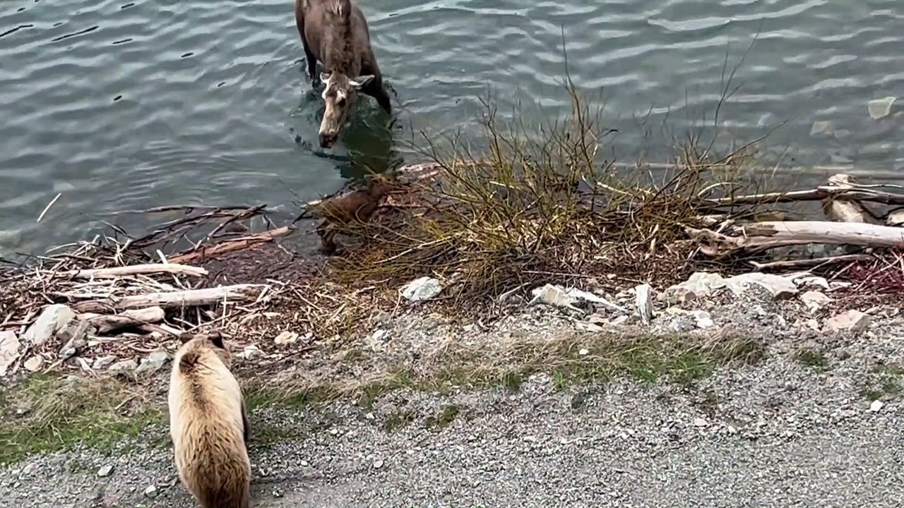 Mother Moose Chases off Grizzly Bear - video Dailymotion