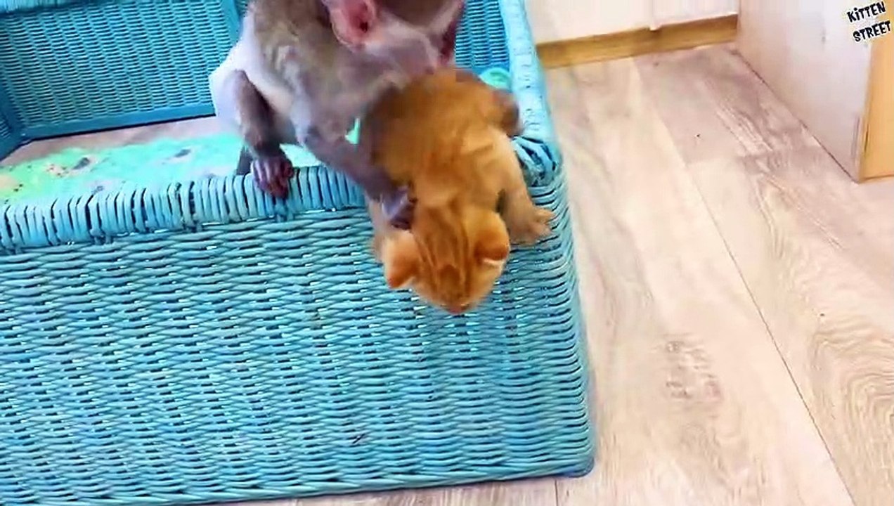 Baby monkey Susie does not let dad cat hiss at loud meow kitten while ...