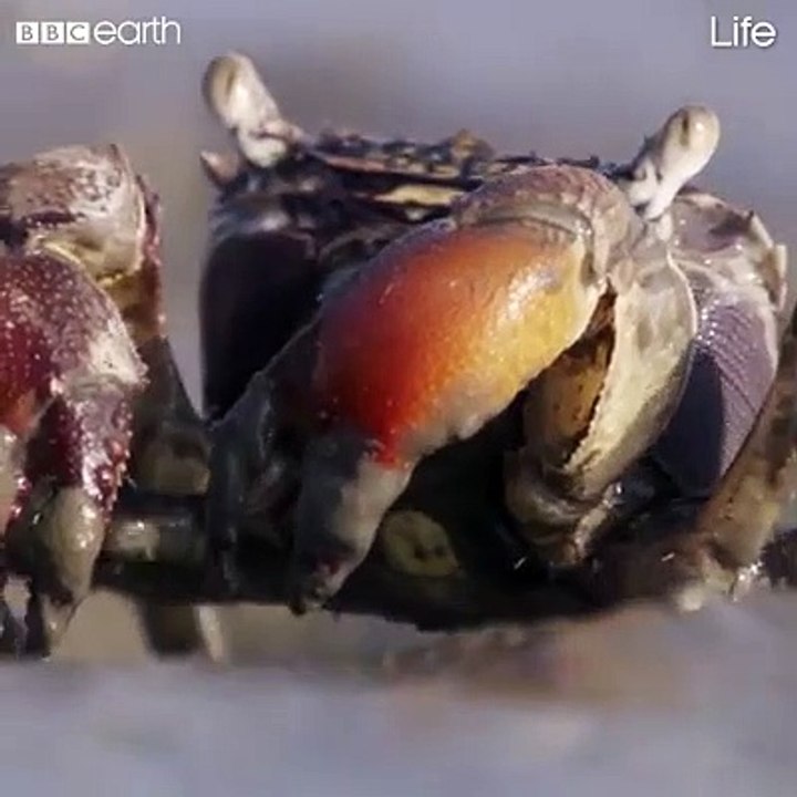 This fish can walk on land and breathe air! - video Dailymotion