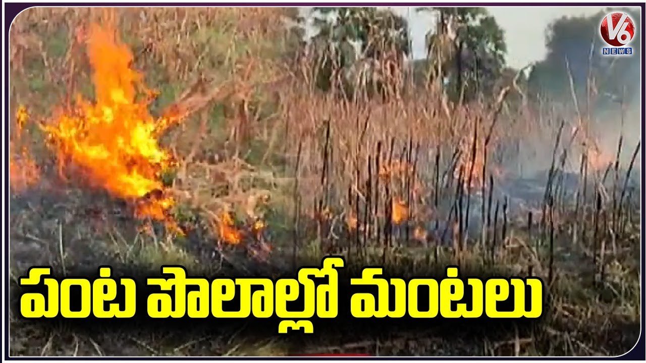 Sorghum Crop Catch Fire Due To Short Circuit At Mulugu | V6 News ...