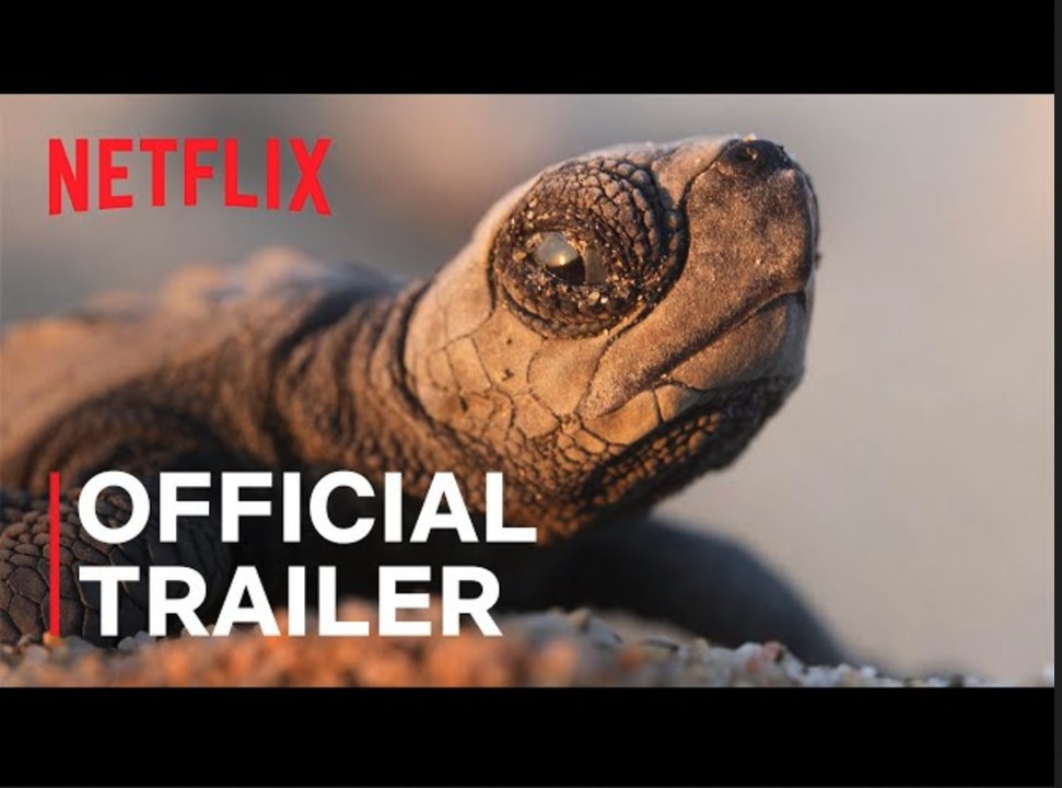 Our Planet II | Official Trailer - Netflix - video Dailymotion