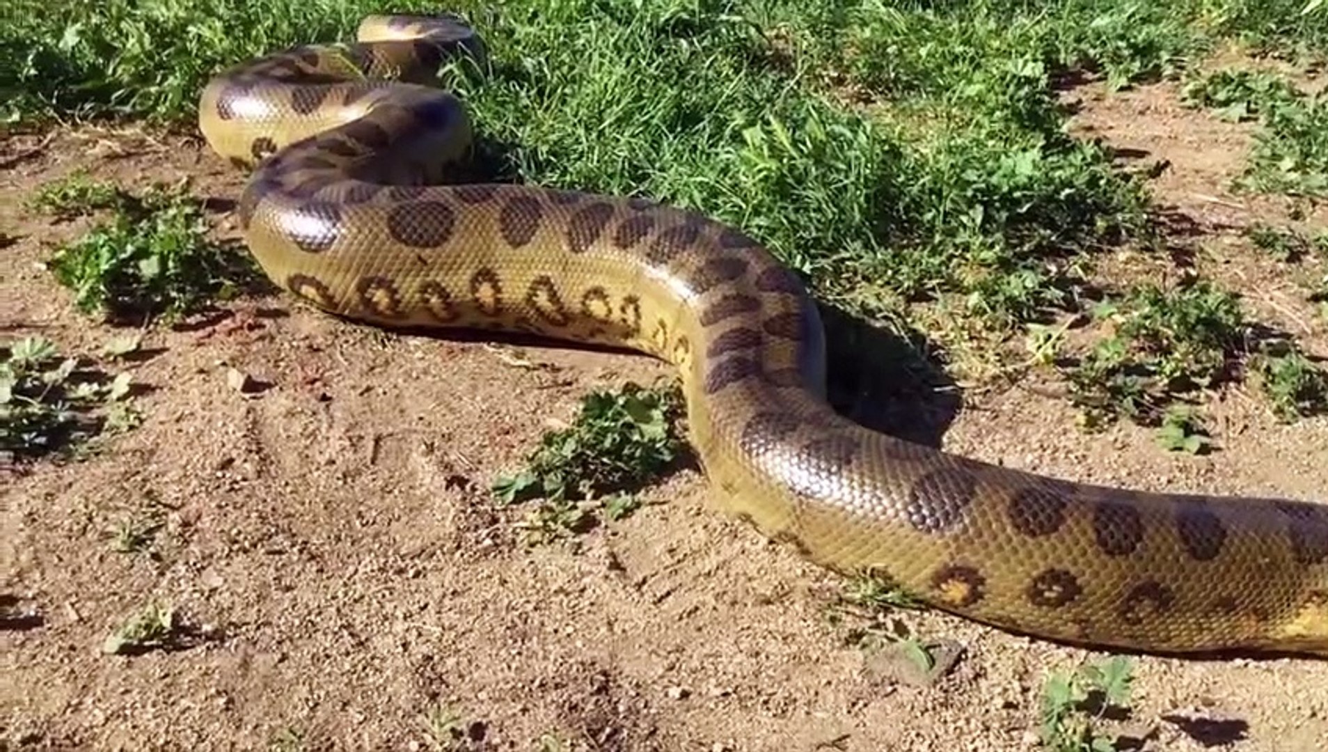 Green Anaconda Eating Hippo
