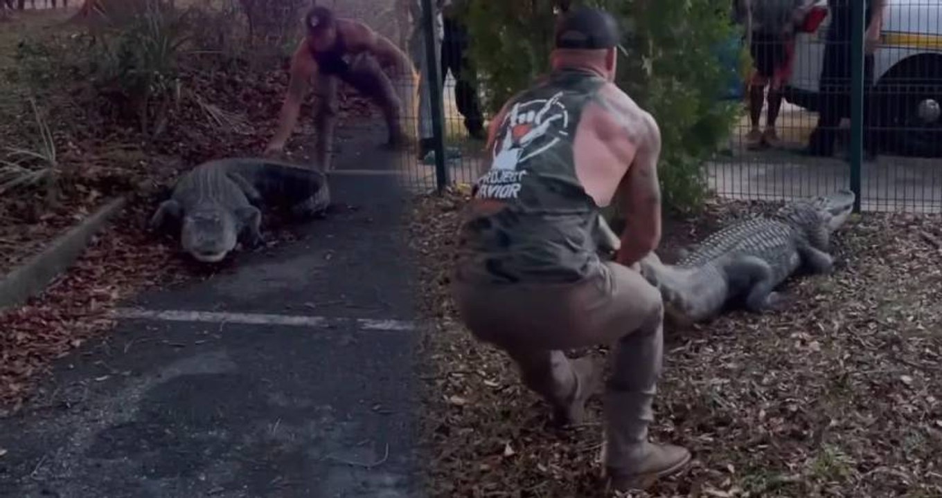 MMA dövüşçüsü Mike Dragich'in, ilkokulun önündeki timsahla mücadelesi ...