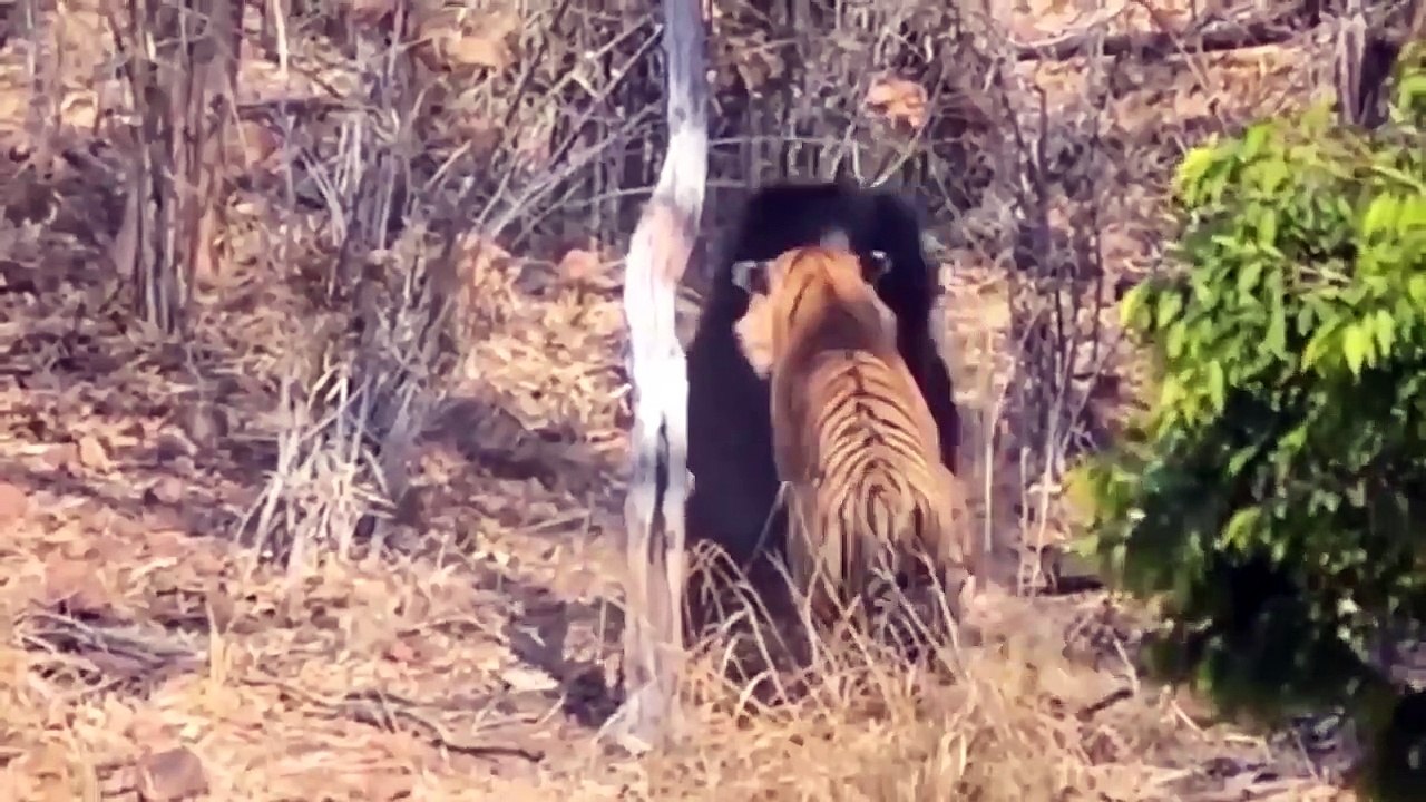 How The Tiny Mongoose Survives In A World Of Large Predators Lion Fails in Mongoose Civet Hunt ...