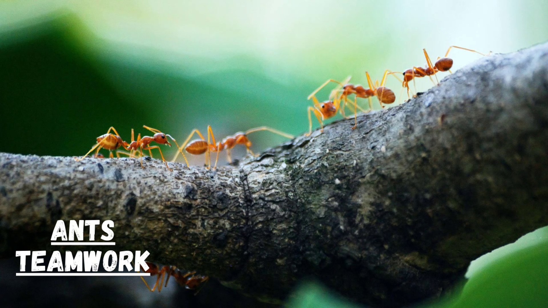 Ants Teamwork